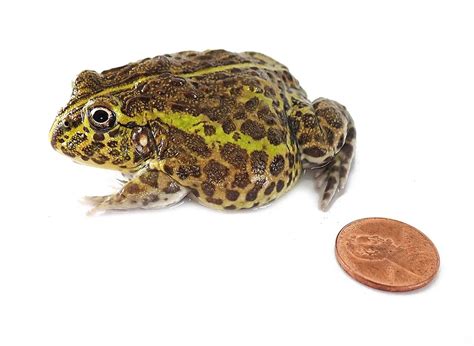 Large Giant Pixie Frog Pyxicephalus Adspersus Captive Bred 2