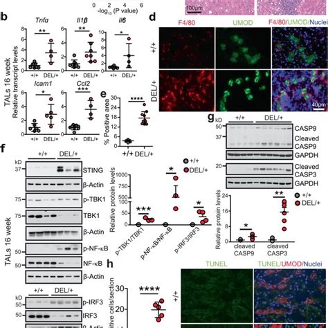 Activation Of Sting Signaling Increased Inflammation And Apoptosis In