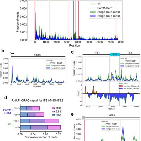 Seb1 Is Required For Efficient Pre Rrna Processing A Northern Blot