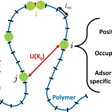 Schematic Illustration Of The Coupled Polymerparticle Model The