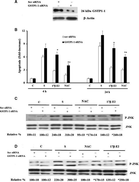 Estrogen Inhibits Starvationinduced Apoptosis In Osteocytes By A Redoxindependent Process