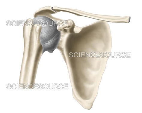 Glenohumeral Joint And Capsule Illust Stock Image Science Source