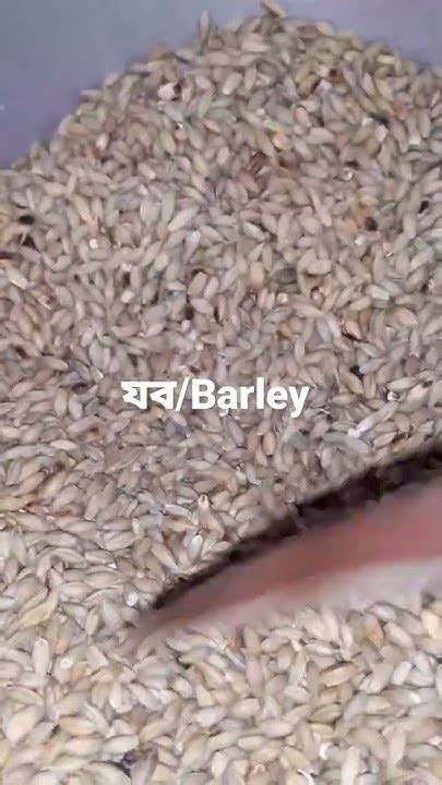 যবের ছাতু তৈরির জন্য যব ভেজে নেওয়া হয় Youtube