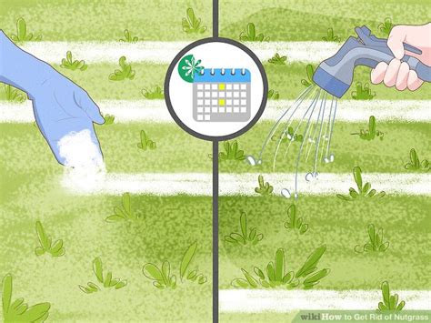 4 Ways To Get Rid Of Nutgrass Wikihow