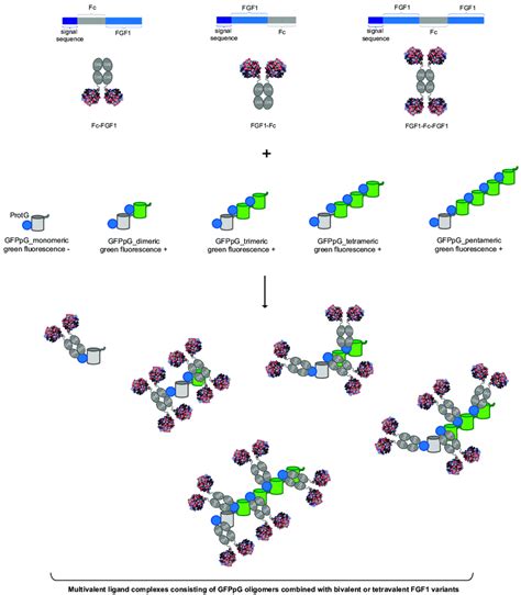 The Strategy To Generate Multivalent Ligand Complexes Consisting Of