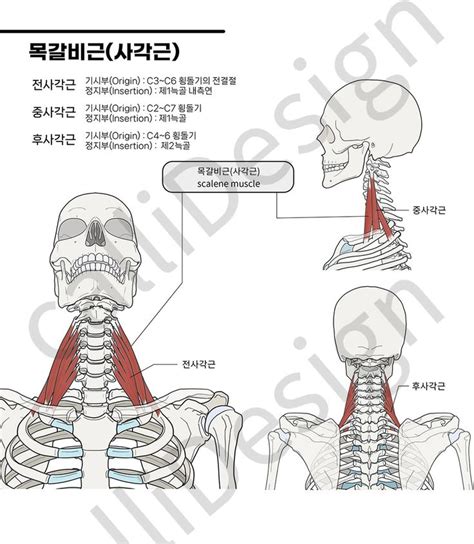 의학그림 메디컬 일러스트 Callidesign On Instagram 함께근육공부 시즌2 근육별기시정지 사각근목갈비근