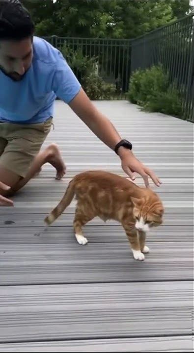 Man Rescues Kitten From Swimming Pool Heartwarming Rescue Story 🐱💦 ️