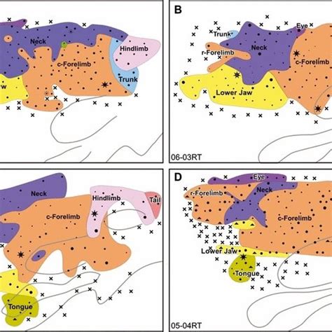 Organization Of The Motor Cortex In Four Rats A D Mapped Under Deep Download Scientific