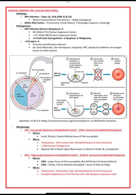 Sexual Reproductive Health Mednotes Babe