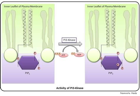 B For Biology Signal Transduction Pathway The Pi3 Kakt And Mtor Pathway