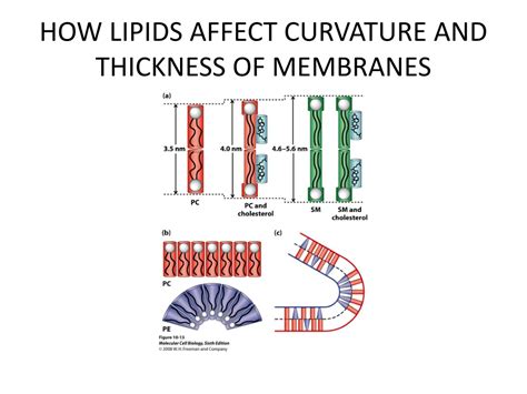 Ppt Membrane Structure Lipid Classification And Properties Powerpoint Presentation Id 9384841