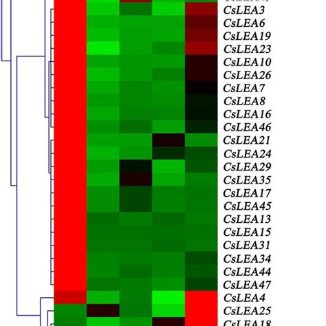 A Heatmap Showing The Hierarchical Clustering Of The Expression Levels