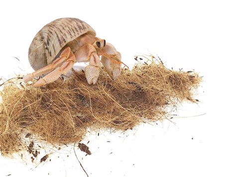 아티플라자 야자껍질 화이버 500g 화분상부 멀칭재료 화분장식재 이끼대용