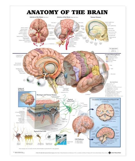 Flow Chart Of Brain Parts Flow