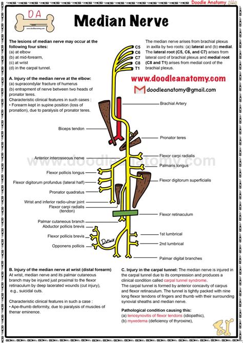 Median Nerve Upper Limb Doodle Anatomy Nerve Anatomy Medical