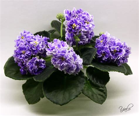 Африканская фиалка Фиолетовые цветы Комнатные цветы
