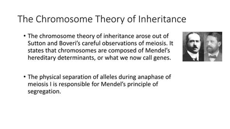 Chromosome Theory Of Inheritance Pptx