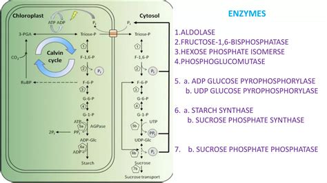 Biosynthesis Of Sucrose And Starch Pdf