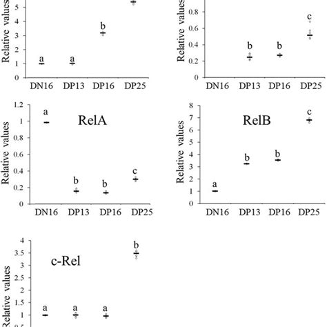 Expression Of Nf κb1 Nf κb2 Rela Relb And C Rel Proteins In The Download Scientific Diagram