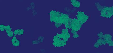 Introducing Dendritic Cell Antibody Internalization As An Immunogenicity Risk Assessment Tool