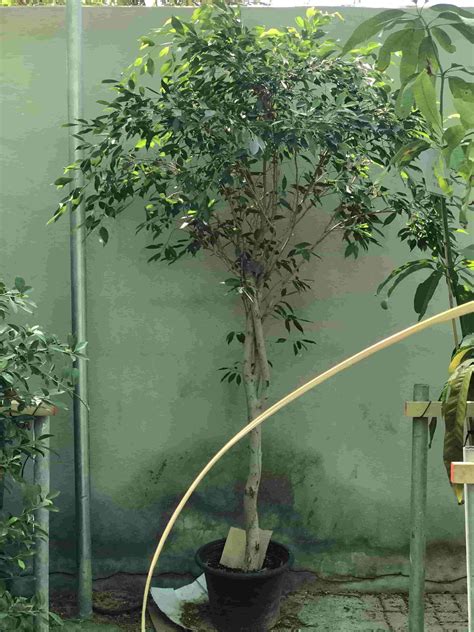 Weeping Fig Tree PlantShop Me