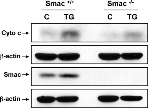 Tg Induced Cytochrome C Release From Mitochondria Into Cytosol In