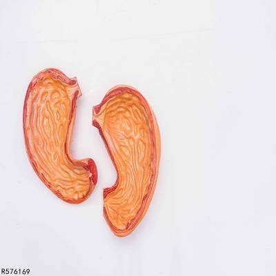 腰子能不能多吃 提醒多吃腰子会有这些危害 有问必答 快速问医生
