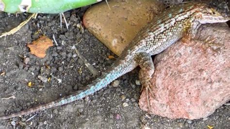 Male Great Basin Fence Lizard Does Push Ups Youtube