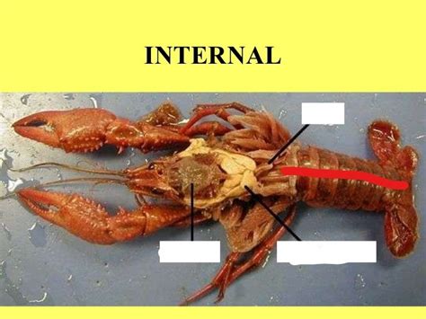 Crayfish Dissection Diagram Quizlet