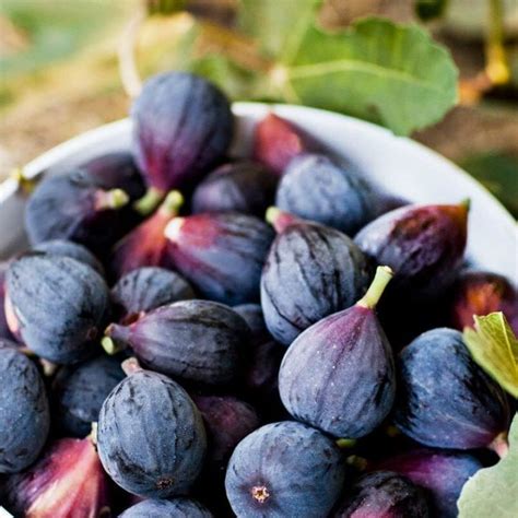 20 เมล็ด มะเดื่อฝรั่ง ลูกฟิก รสชาติหวาน หอม Figs Fruit Seeds สายพันธุ์ Black Mission Th