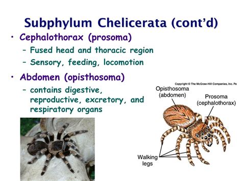 Subphylum Chelicerata Examples