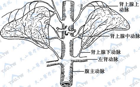 肾上腺疾病 天山医学院