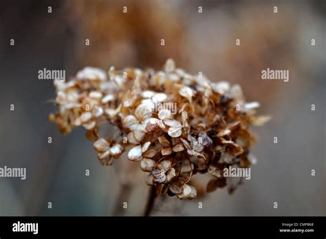 Hydrangea Arborescens Subsp Discolor Seed Head Seedheads Flower Head