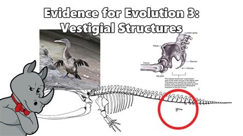 Evidence For Evolution Vestigial Structures Evolution Logical