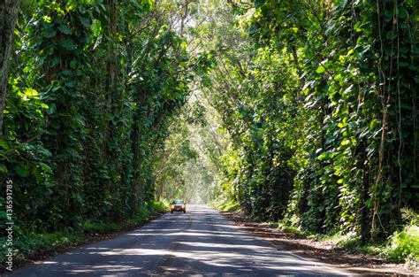 Tunnel Of Trees Stock Photo Adobe Stock