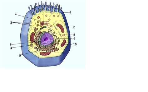 1 Укажи какими цифрами на рисунке обозначены следующие клеточные органоиды 1 клеточный центр
