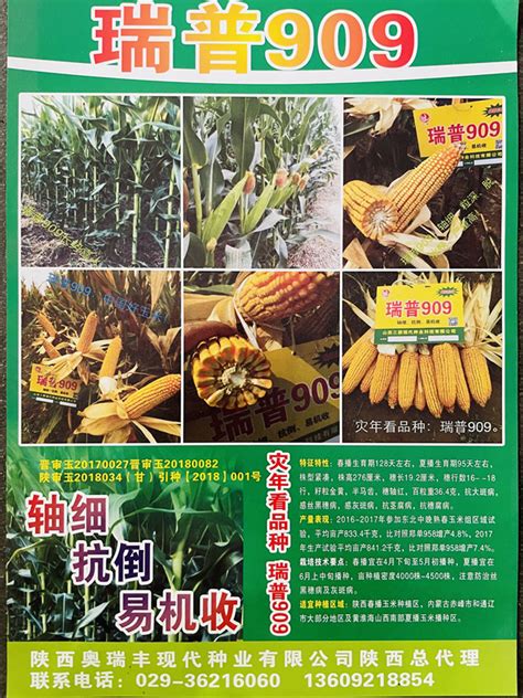 陕西奥瑞丰现代种业有限公司陕西种子公司 咸阳种业公司 陕西高产玉米种子 高产玉米新品种