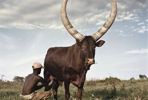 Man Arrested For Having Sex With A Cow 933 Kfm