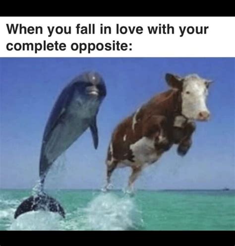 Cuddle Meme Pin By Ashley Wilds On Funny Animals Cat Cuddle Funny