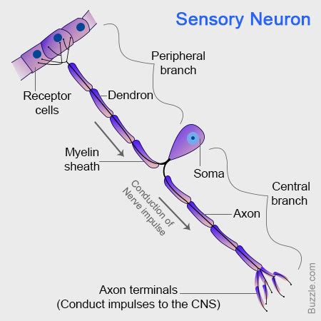 5 Sensory Neuron Diagram SabatinoRei