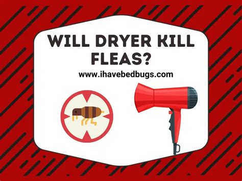 The Dryer Kill Fleas And Flea Eggs At John Swinton Blog