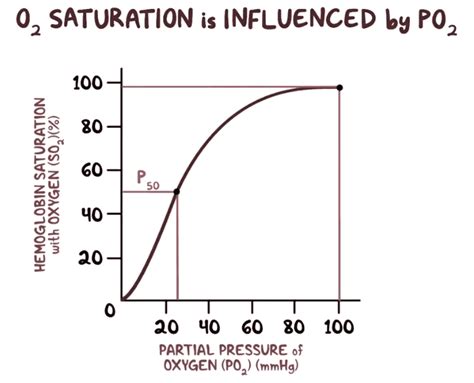 About The Binding Of O2 To Hemoglobin Molecules • Physics Forums