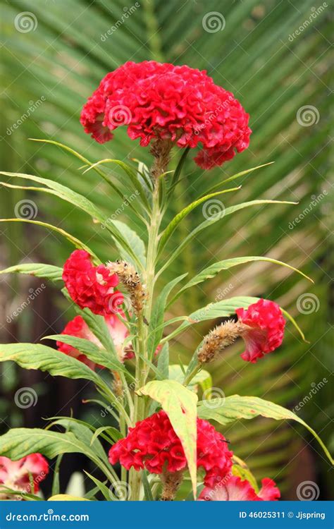Cockscomb Flower Celosia In A Tropical Garden Stock Image Image Of
