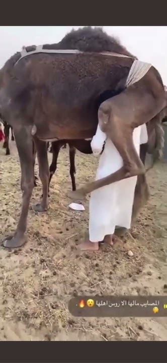 شاب بدوي متطبع مع البل يحلب ناقه عاصيه عجور رمحته Youtube