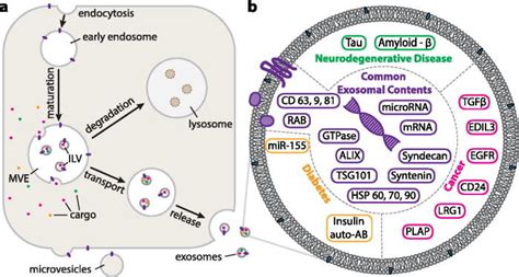 A Schematic Representation Of The Major Components Of The Endosomal