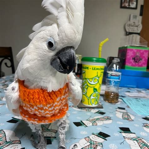 Bird Tuxedo Bird Diaper Bird Flightsuit Bird Costume Tux With Tails Parrot Fashions