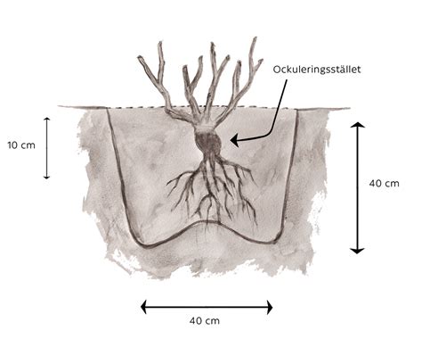 Plantering And Skötsel Av Barrotade Rosor Zetas Trädgård