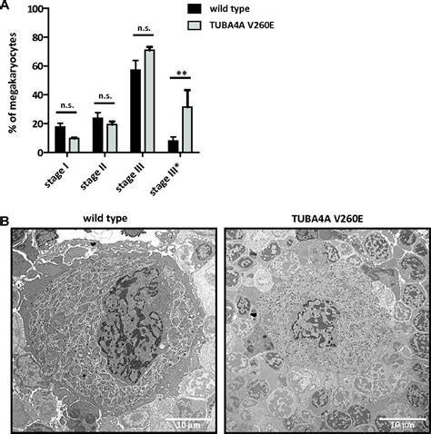 An Essential Role For α4a Tubulin In Platelet Biogenesis Life Science Alliance