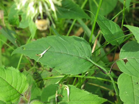 Wildflower Basil Balm Monarda Clinopodia Samuel Justice Trail
