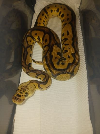 11 Clown Project Please Read Before Bidding Ball Python By Iron Forge Reptiles